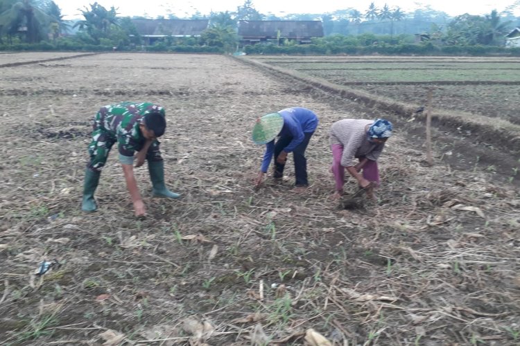Penyiangan Tanaman Jagung Di Lahan Demplot - ngopionline.com : berita ...
