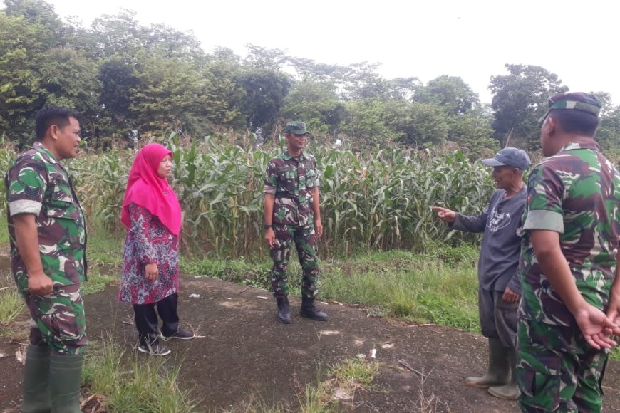 Pemantauan tanaman jagung dilahan demplot - ngopionline.com : berita ...